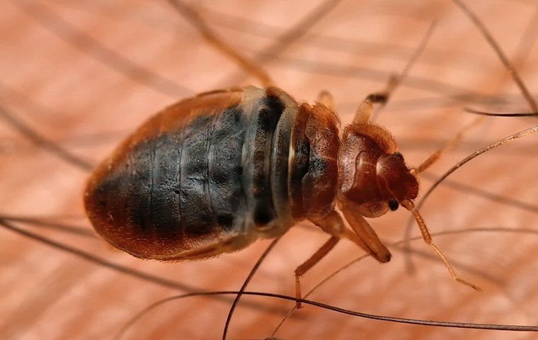 Cumming Homeowners' Guide To Eliminating Bed Bugs | Protector Pest ...
